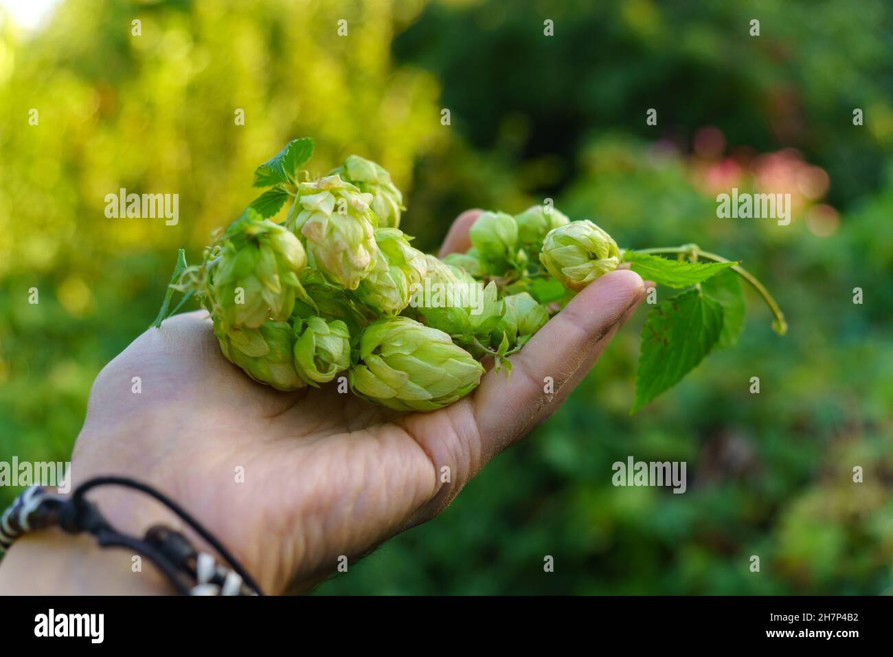 Hop in sunny day. Green fresh Hops plant growing. Selective focus ...