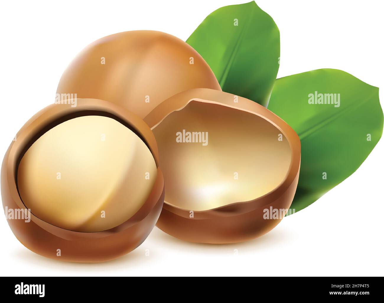 realistic vector icon. Macadamia nuts for brand labels with shell and ...