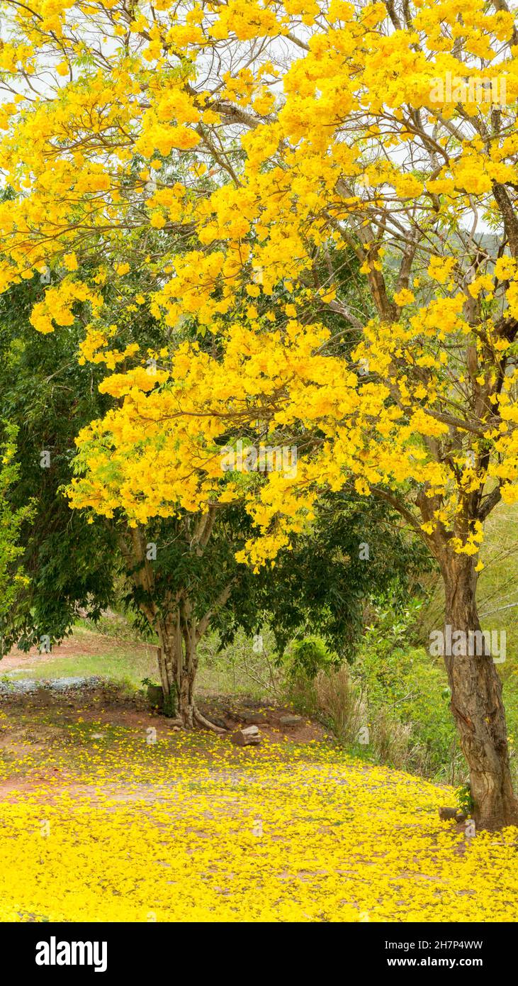Poui Tree In Bloom, Yellow and Pink Flowers Stock Photo - Alamy