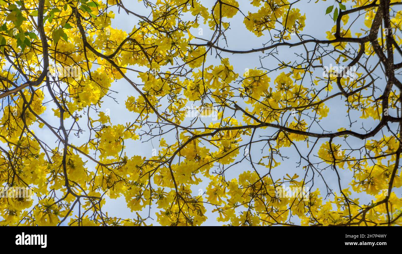 Poui Tree In Bloom, Yellow and Pink Flowers Stock Photo - Alamy