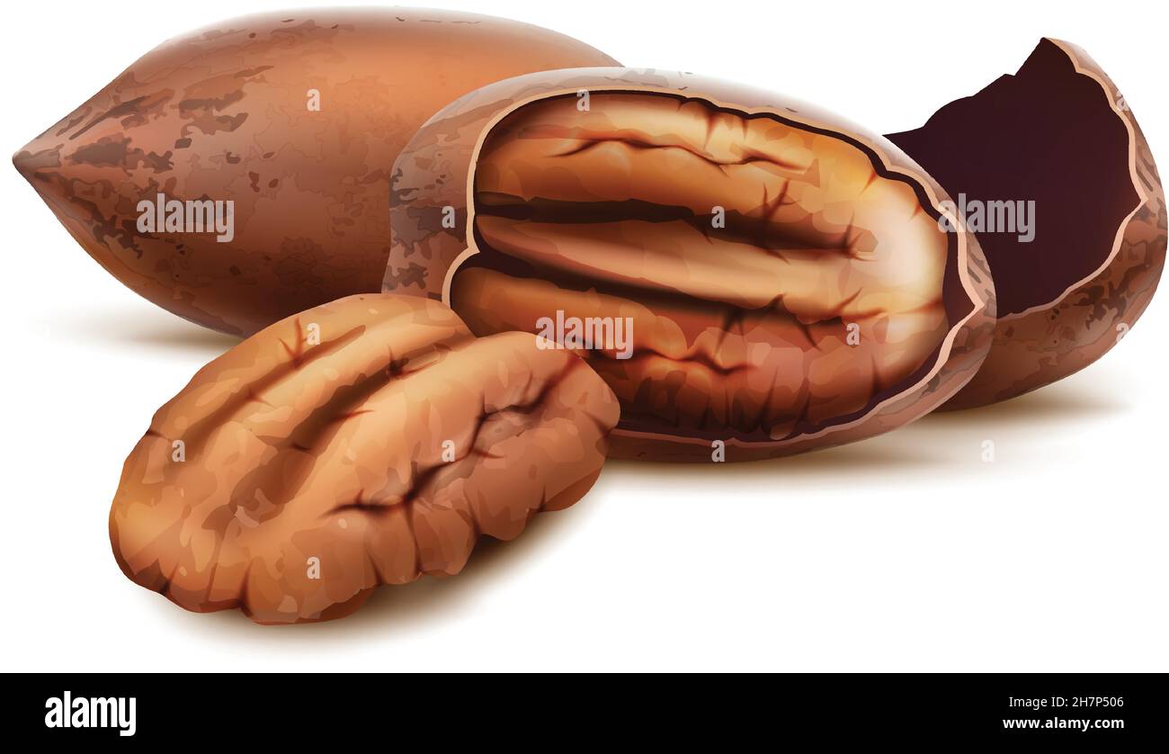 3d realistic vector icon. Pecan nuts with shell and half cut with ...