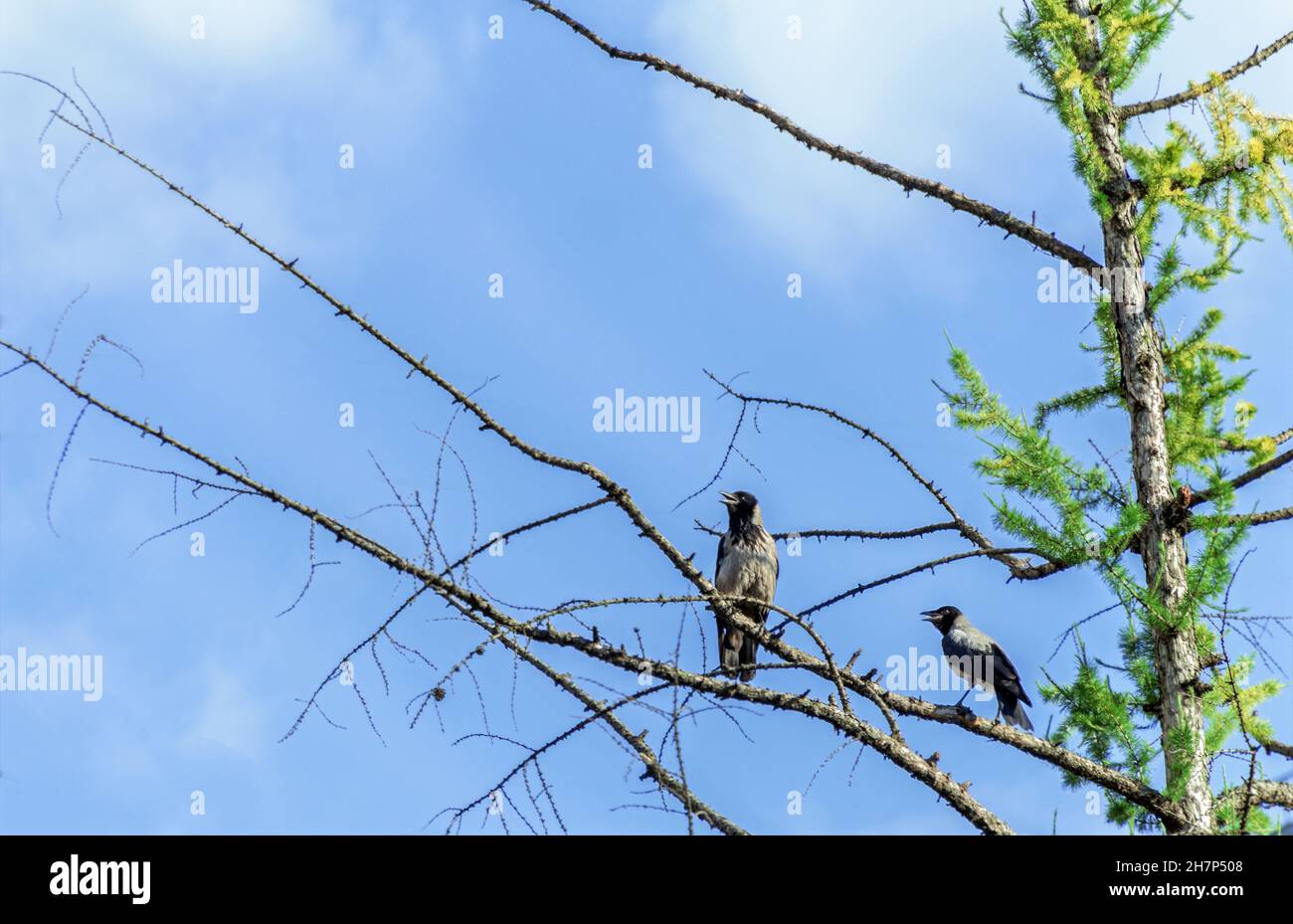 Real unique crows on fir branches at sunny original day Stock Photo - Alamy
