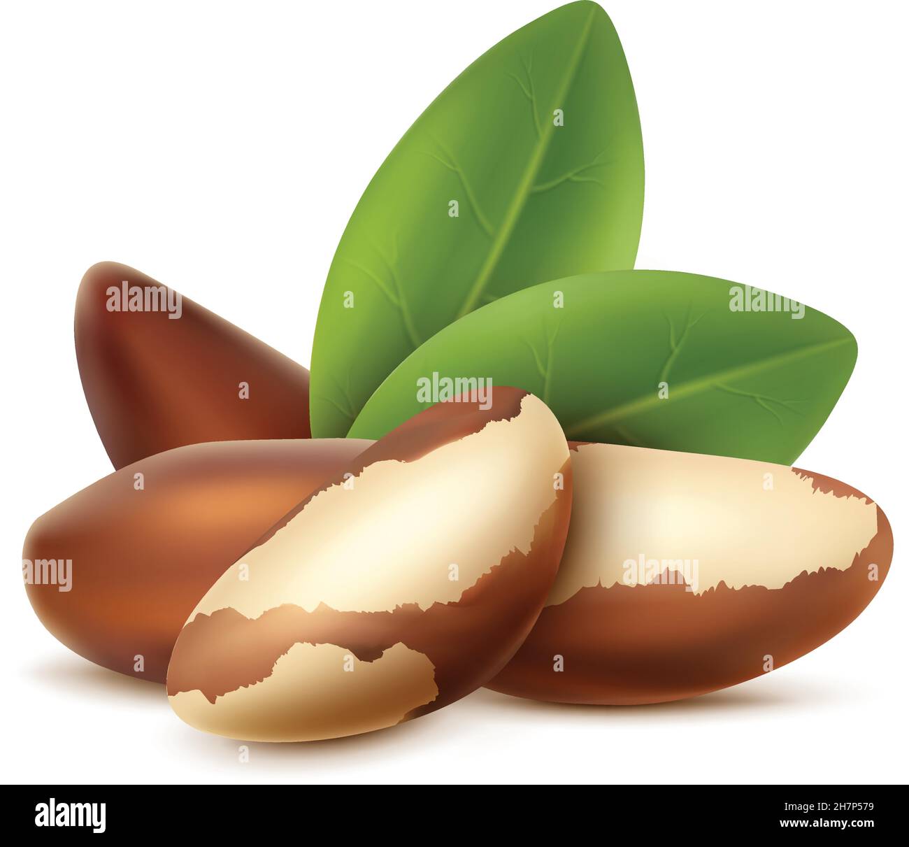 realistic vector icon. Brazilian nuts with leaves for brand labels and ...