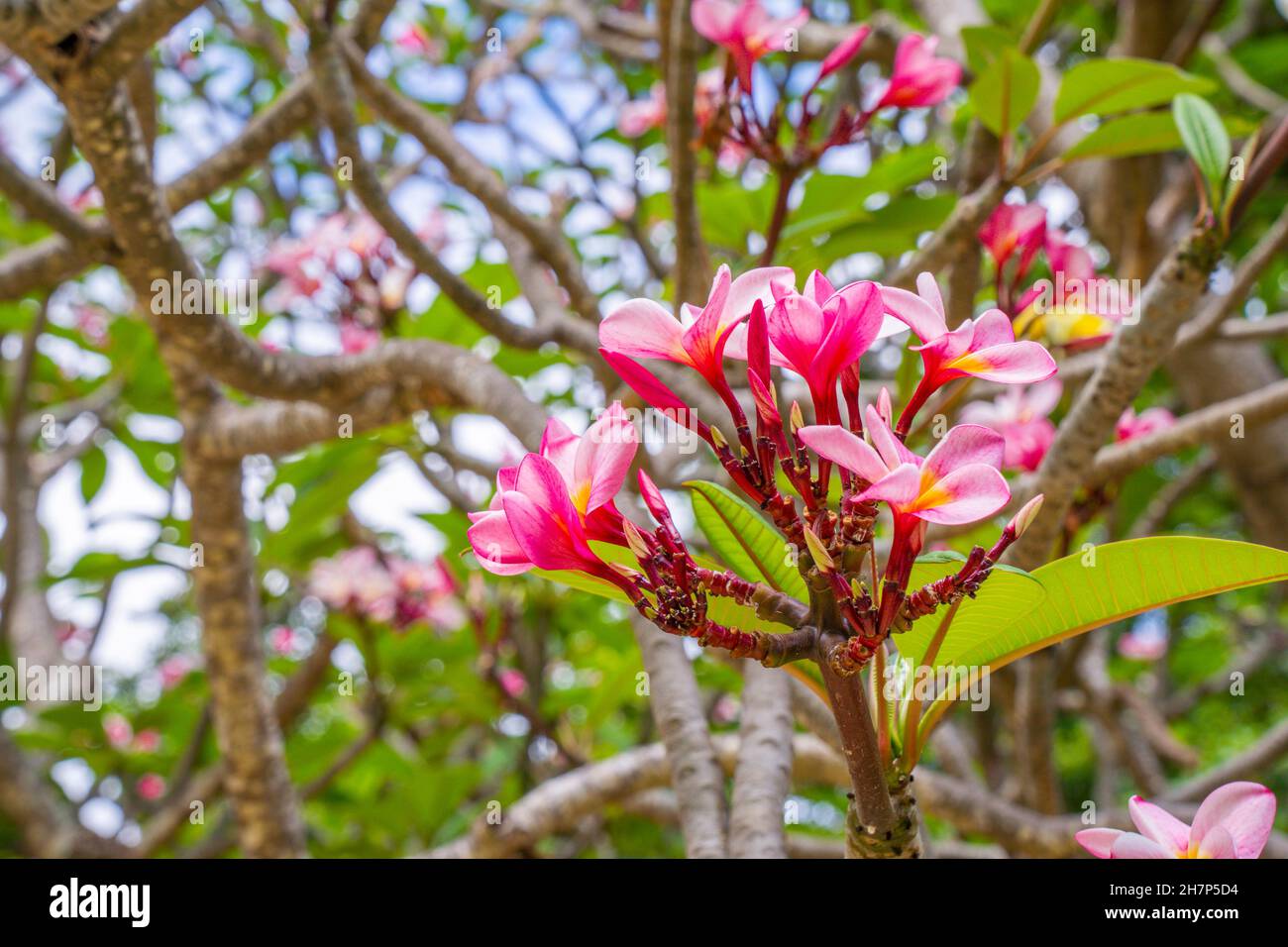 Bright colorful pink of blossoming frangipani in the tree. Soft-focus ...