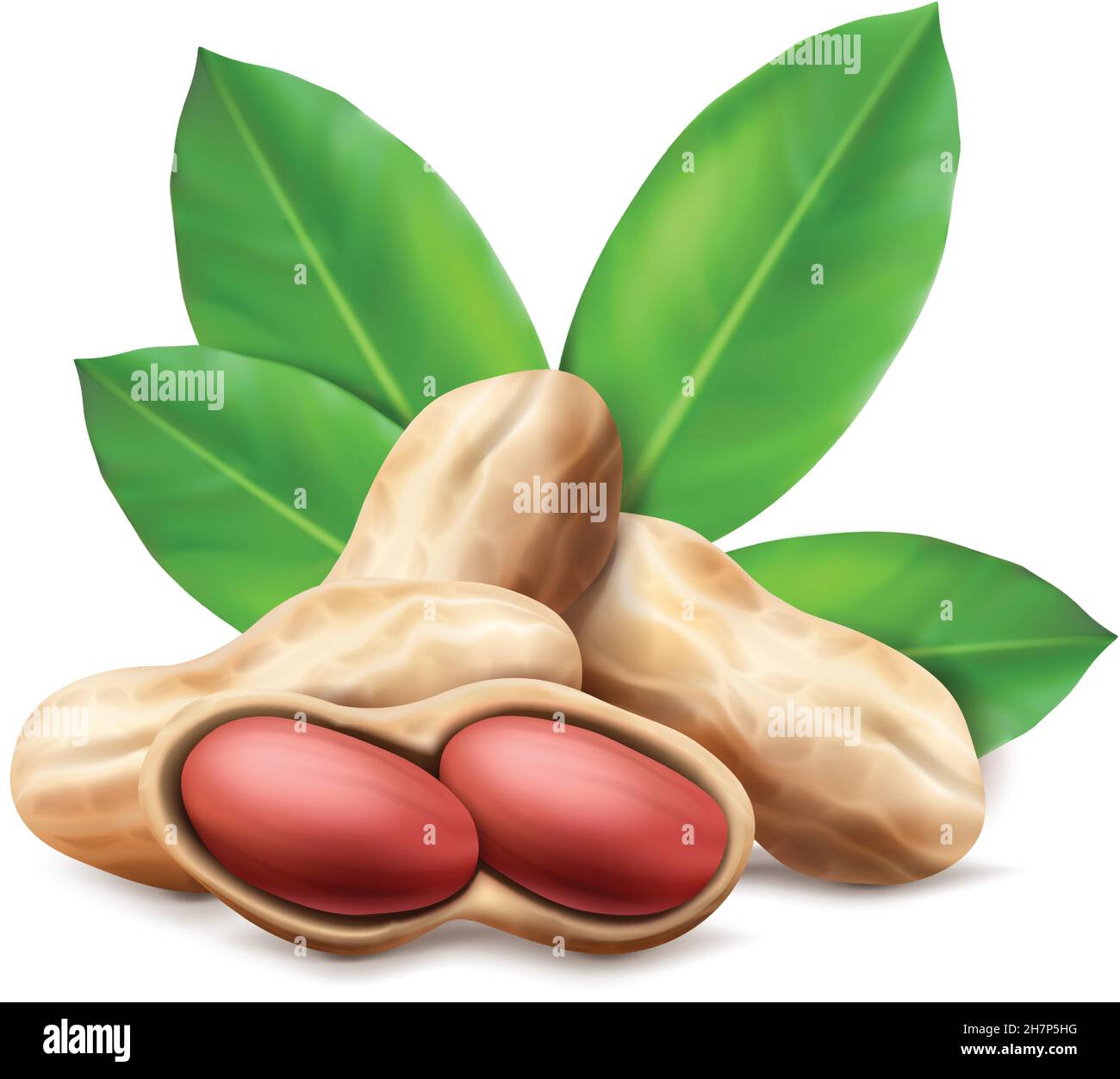 realistic vector icon. Peanuts in the shell and unshelled with leaves ...
