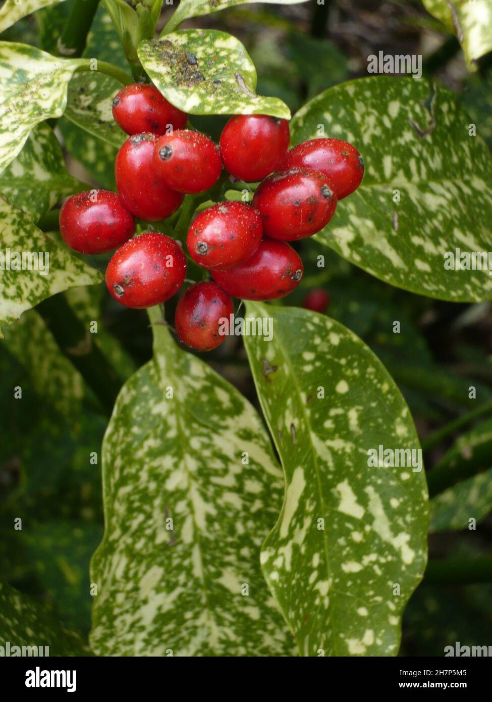 Fruits of aucuba japonica hi-res stock photography and images - Alamy