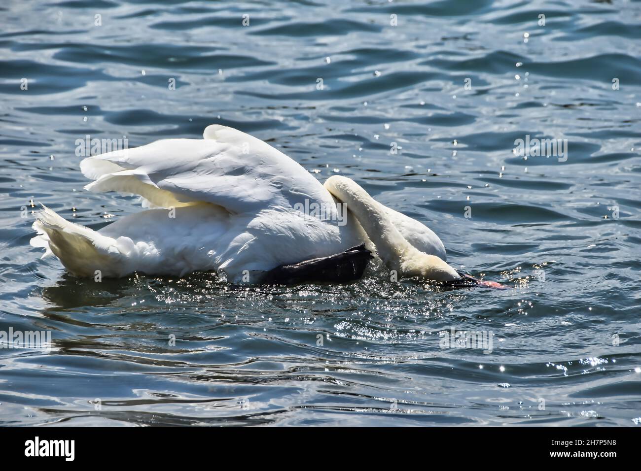 single swan swimming in the water Stock Photo - Alamy