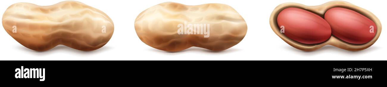 realistic vector icon. Peanuts set in the shell and half shell with ...