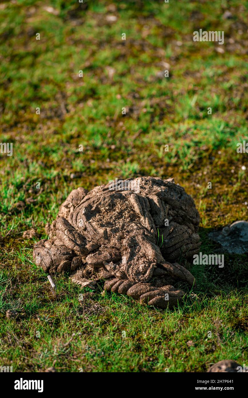 Cow pat in field hi-res stock photography and images - Alamy