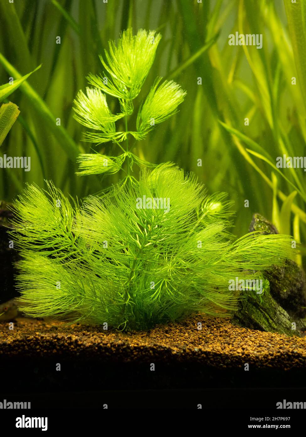 Hornwort Plant