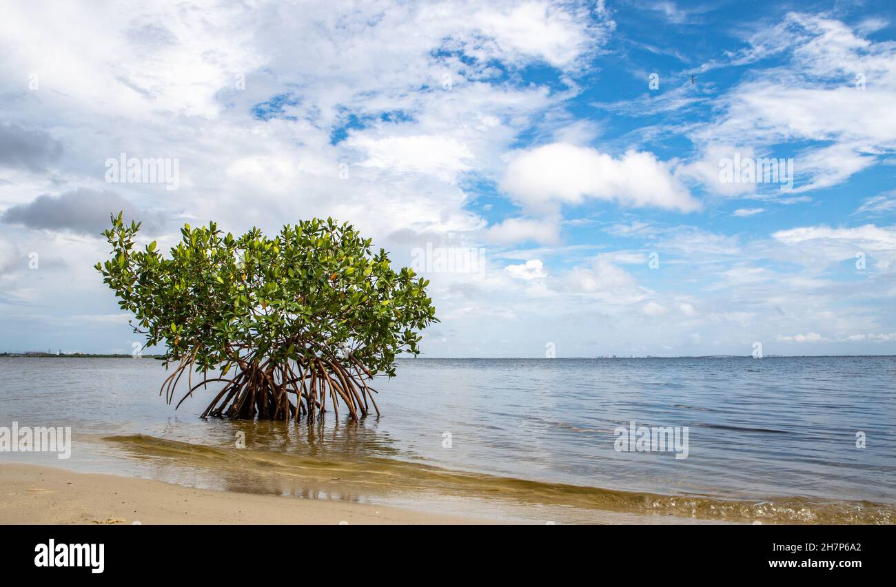 Single mangrove tree grows on the beach in Florida, USA Stock Photo - Alamy