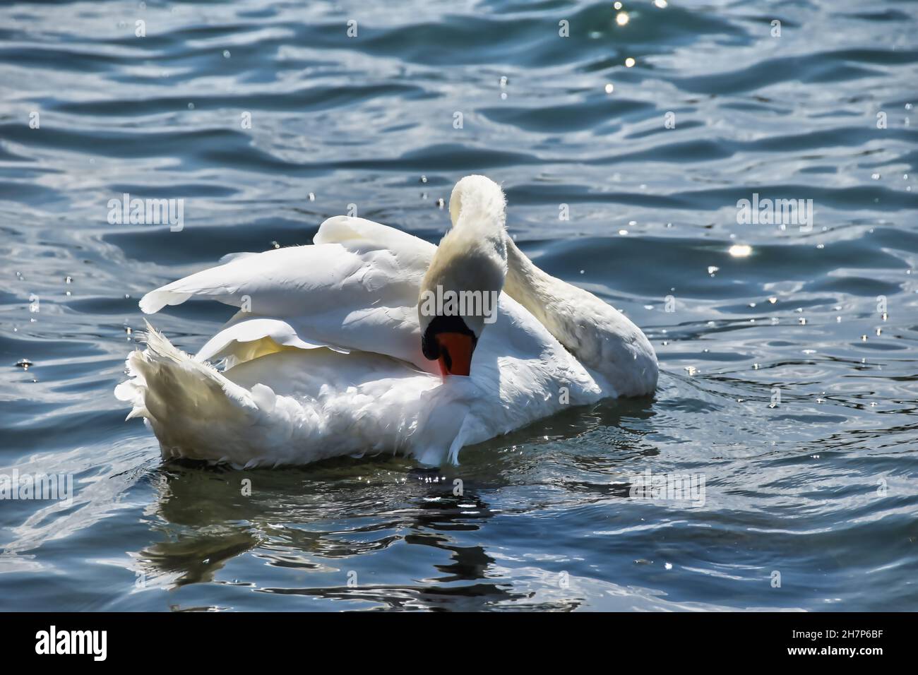 single swan swimming in the water Stock Photo - Alamy