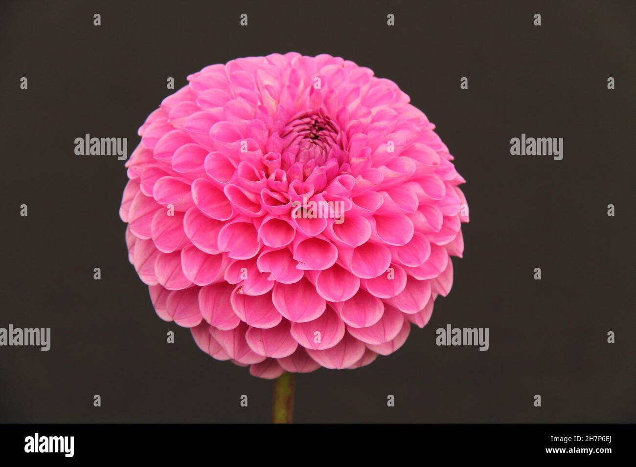 Stunning red flower hi-res stock photography and images - Alamy