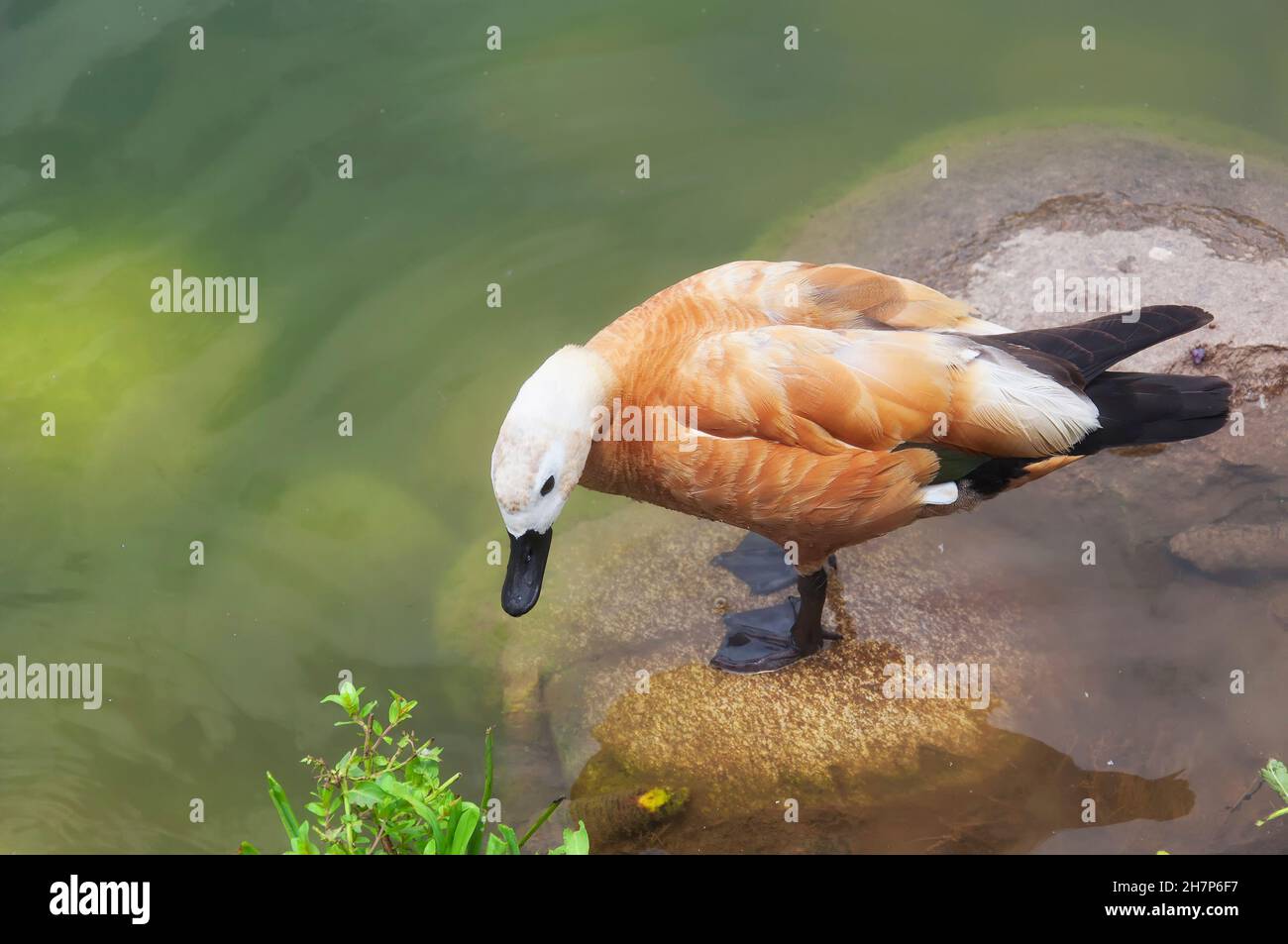 A tan colored duck on rocks within a lake inside of a nature preserve ...