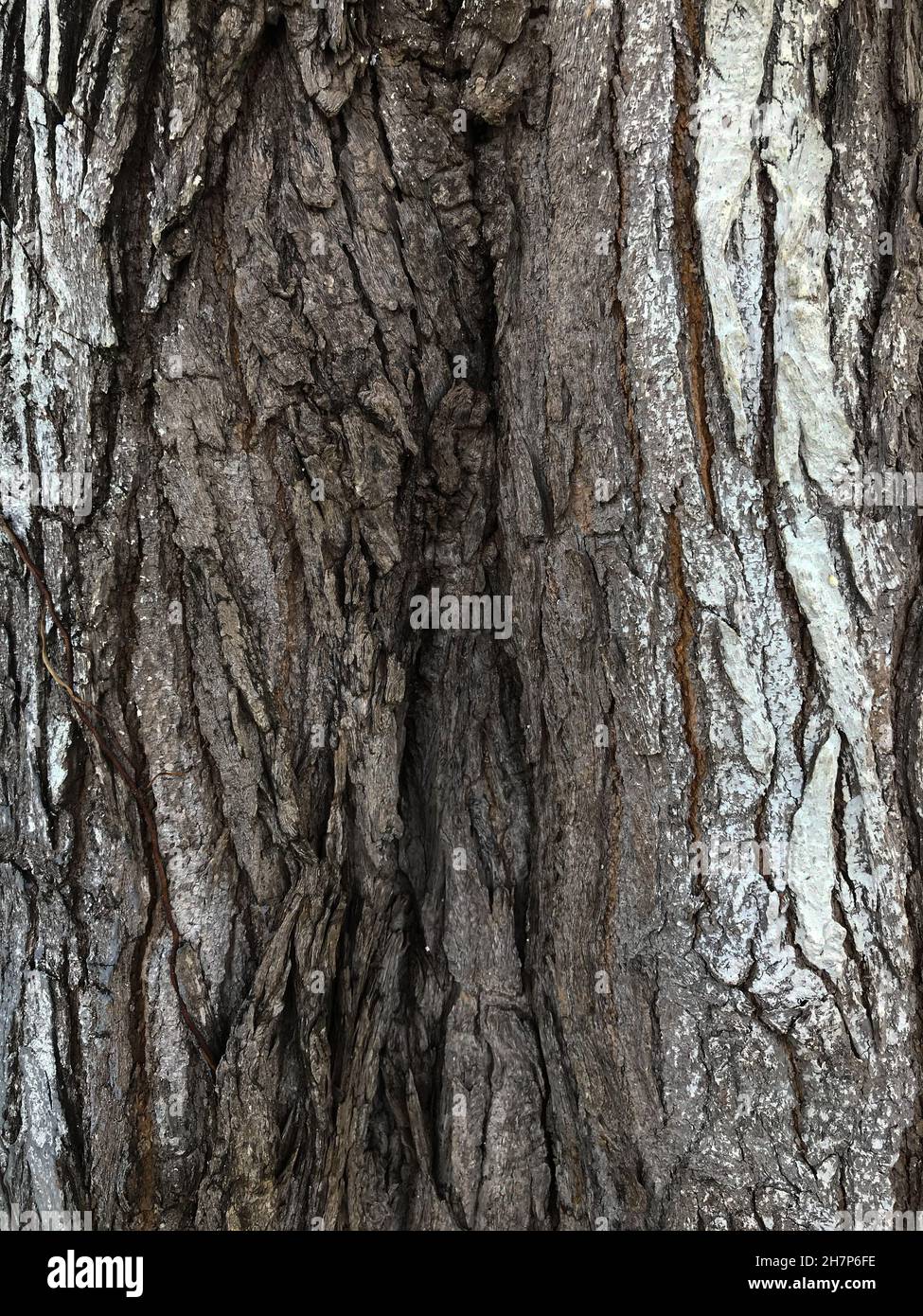 Furrowed tree bark texture background Stock Photo - Alamy