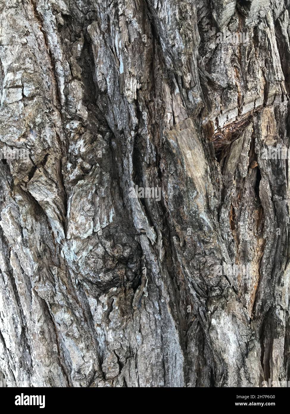 Furrowed tree bark texture background Stock Photo - Alamy