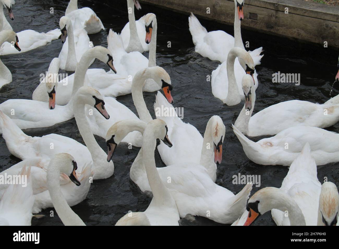 Swans together hi-res stock photography and images - Alamy