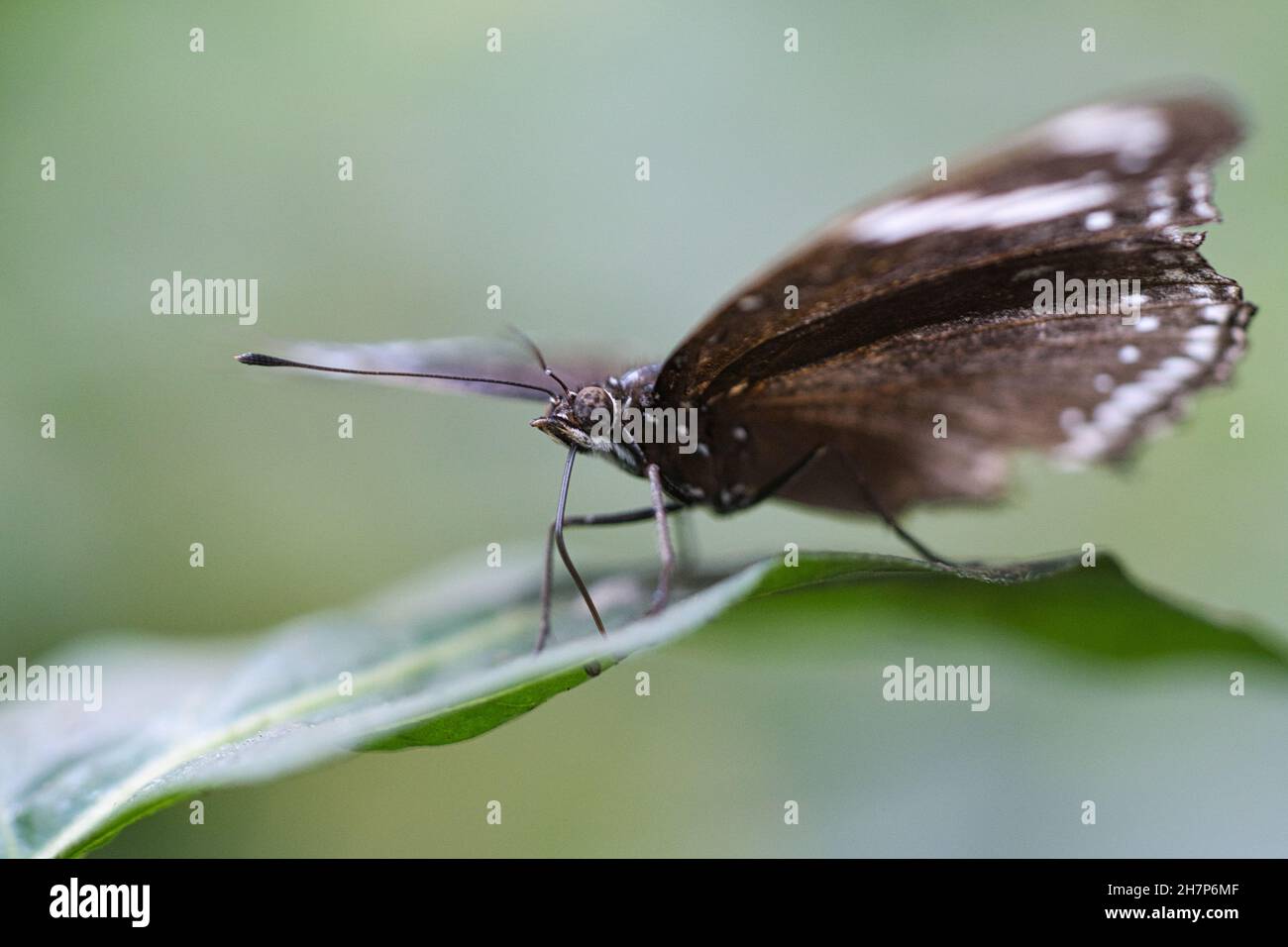 exotic butterfly on a leaf. delicate and colorful butterfly. Colorful ...
