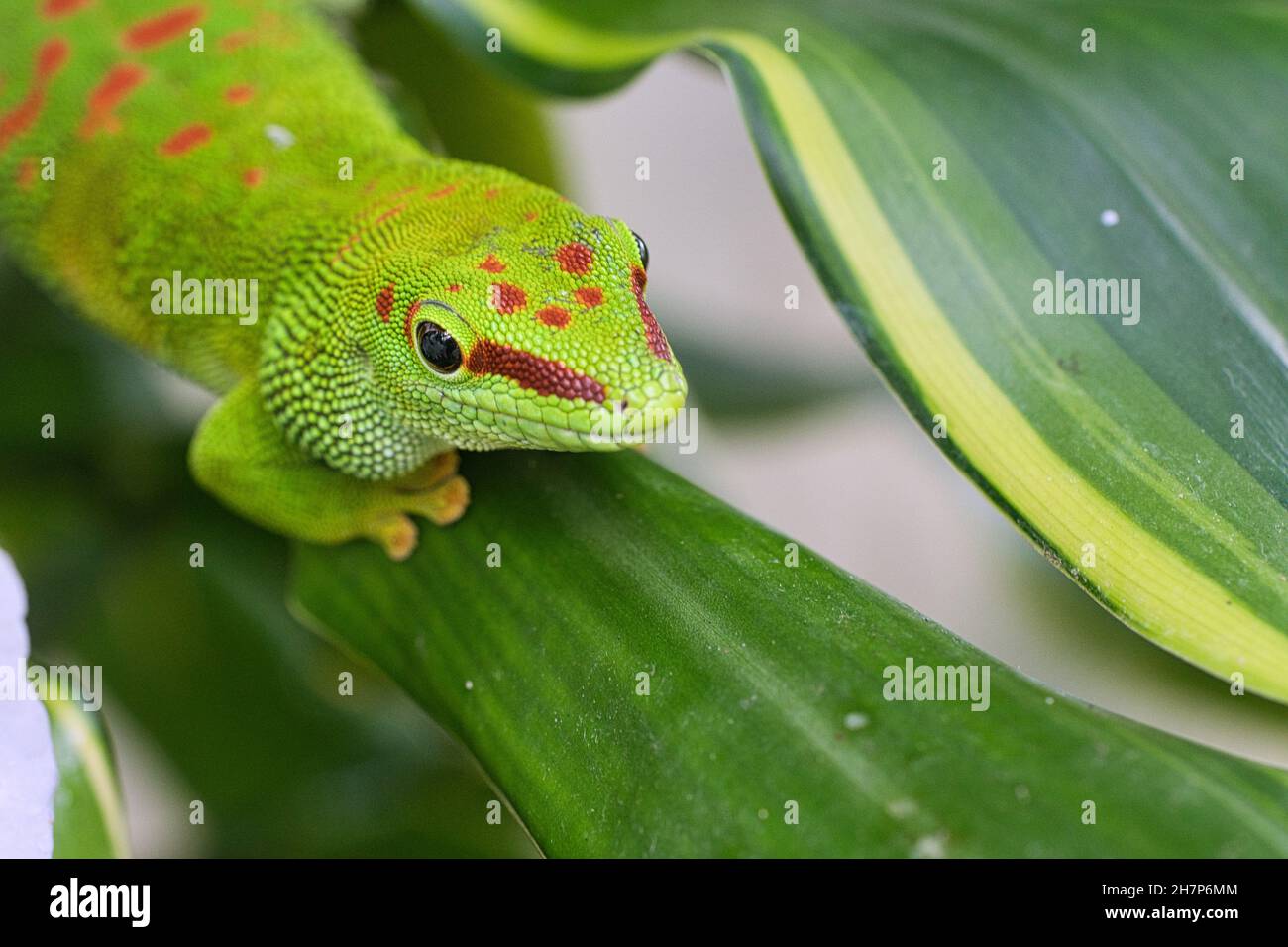 the emerald green geko is and beautiful tepid predator. It hunts ...