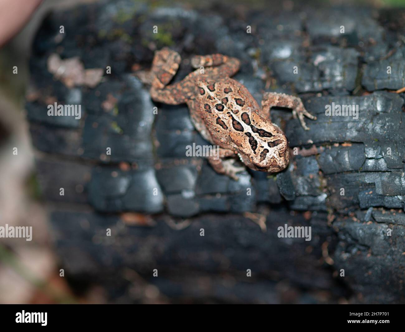 American toad Anaxyrus americanus Stock Photo - Alamy