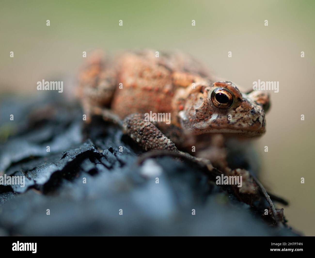 American toad Anaxyrus americanus Stock Photo - Alamy