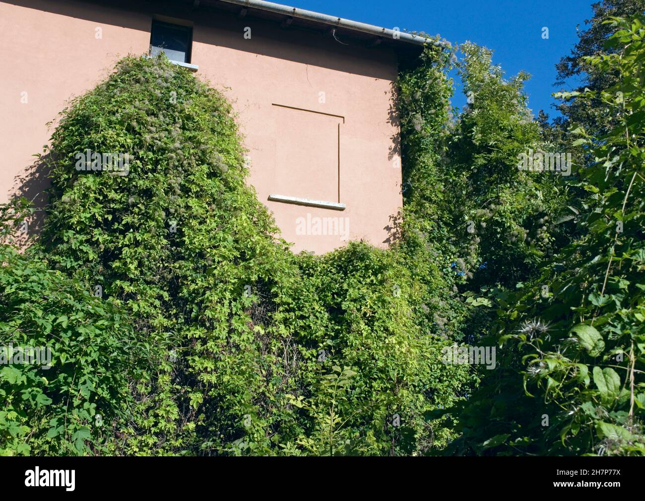 Climbing vegetation growing on abandoned building Stock Photo - Alamy