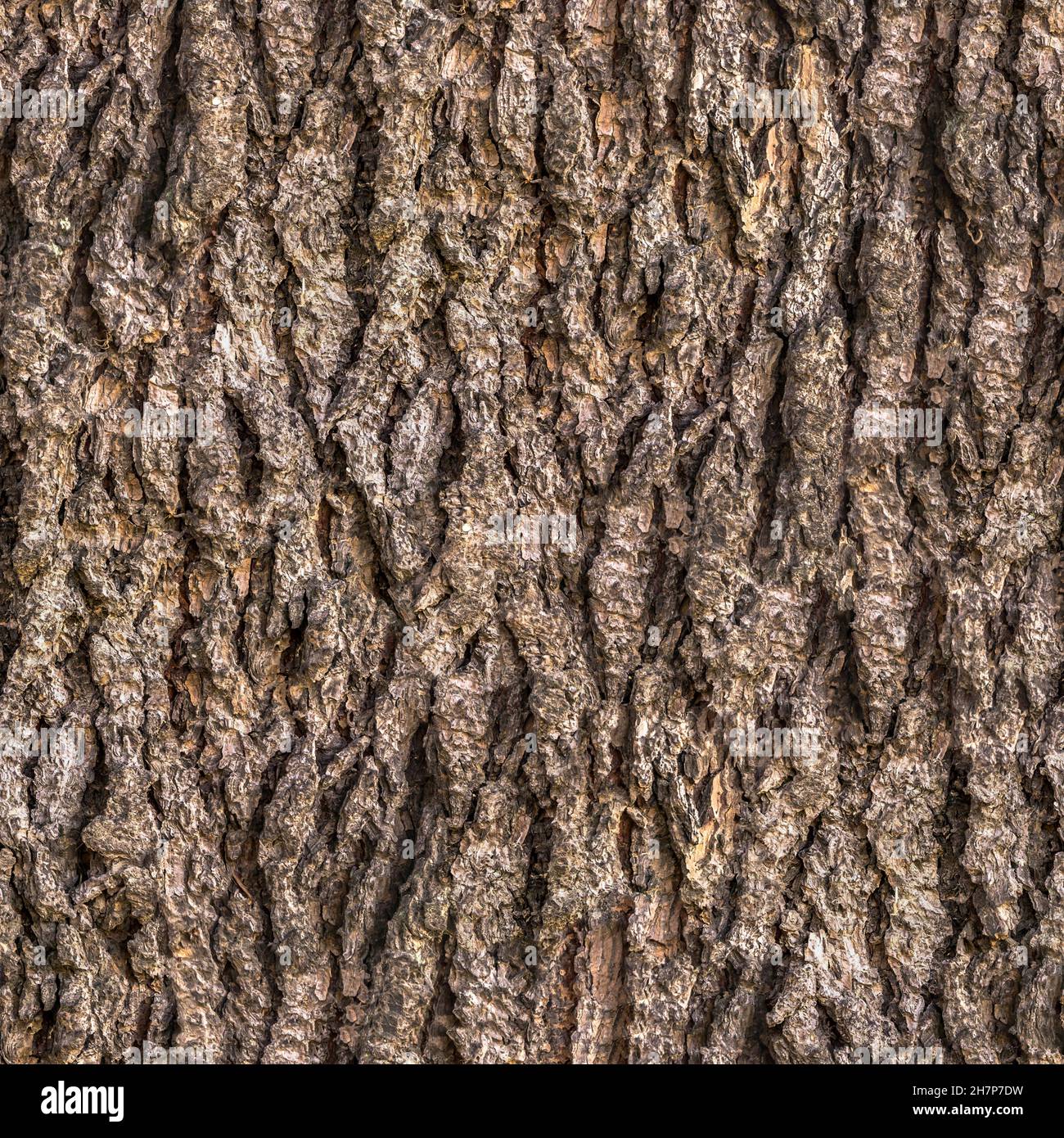Texture bark 4K high quality Stock Photo - Alamy