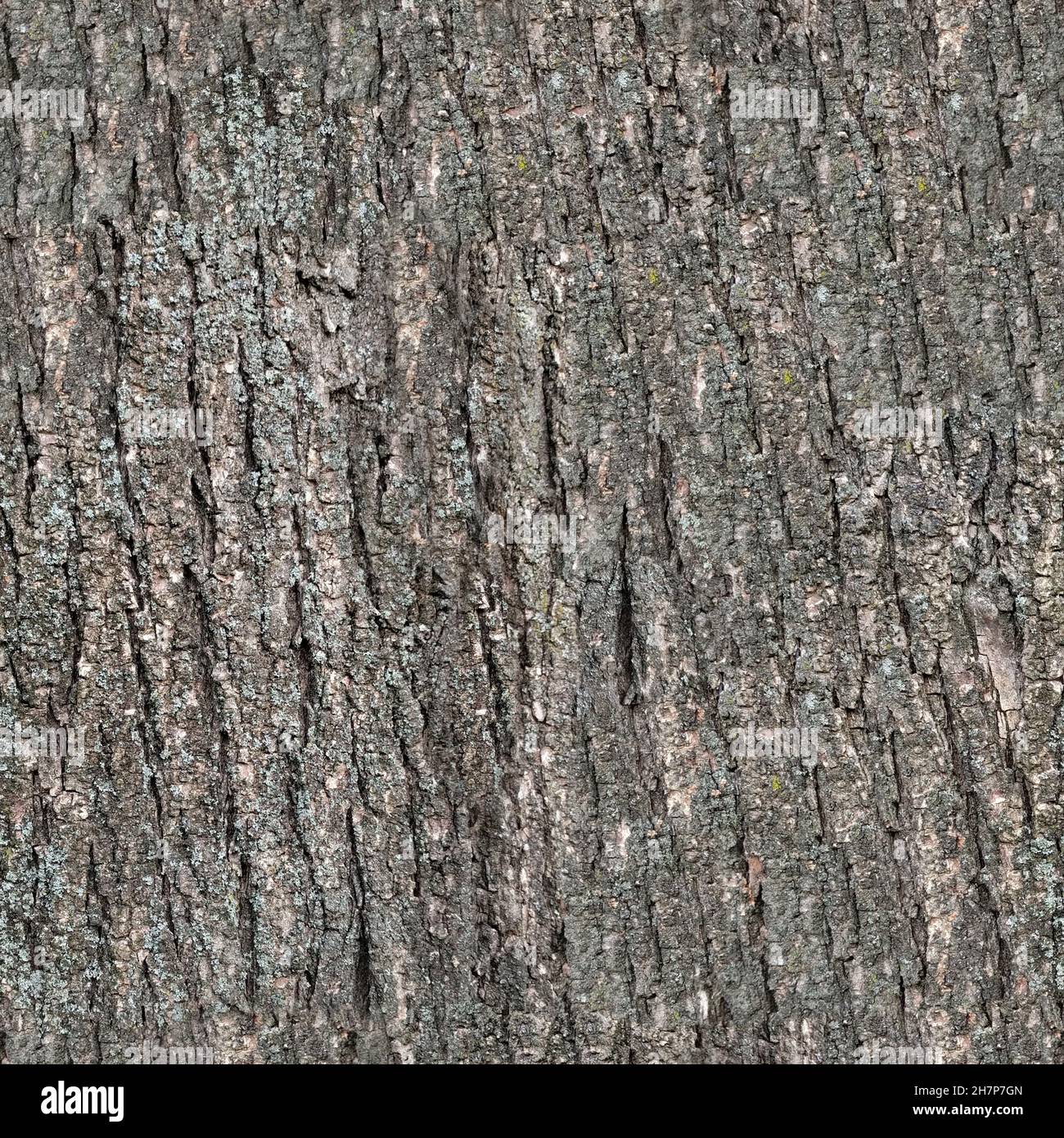 Texture bark 4K high quality Stock Photo - Alamy