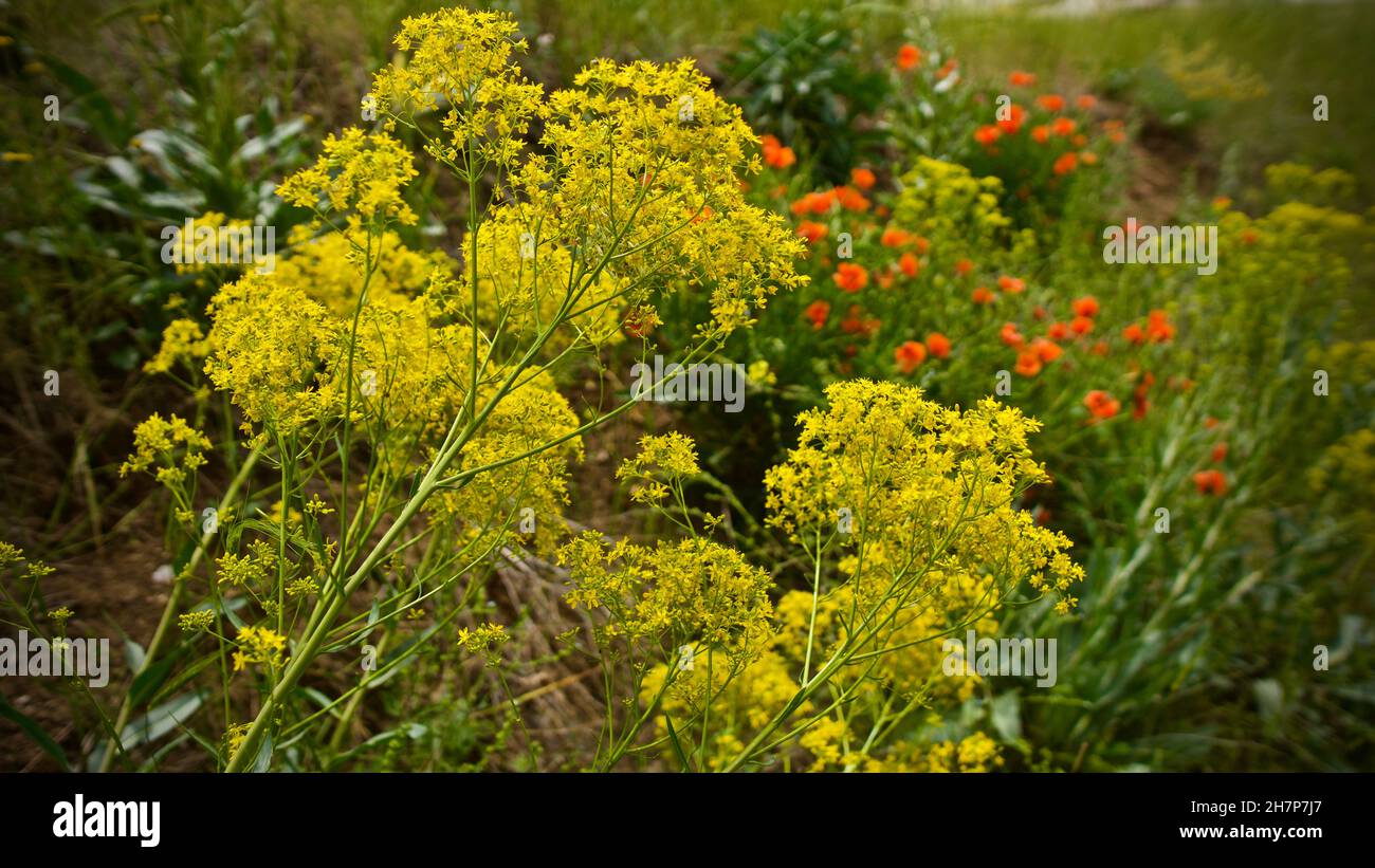Colorful wild flowers. Green lawns and various kinds of wild flowers ...