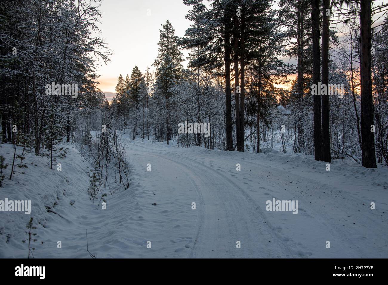 Snowy forest, Lapland, Finland Stock Photo - Alamy