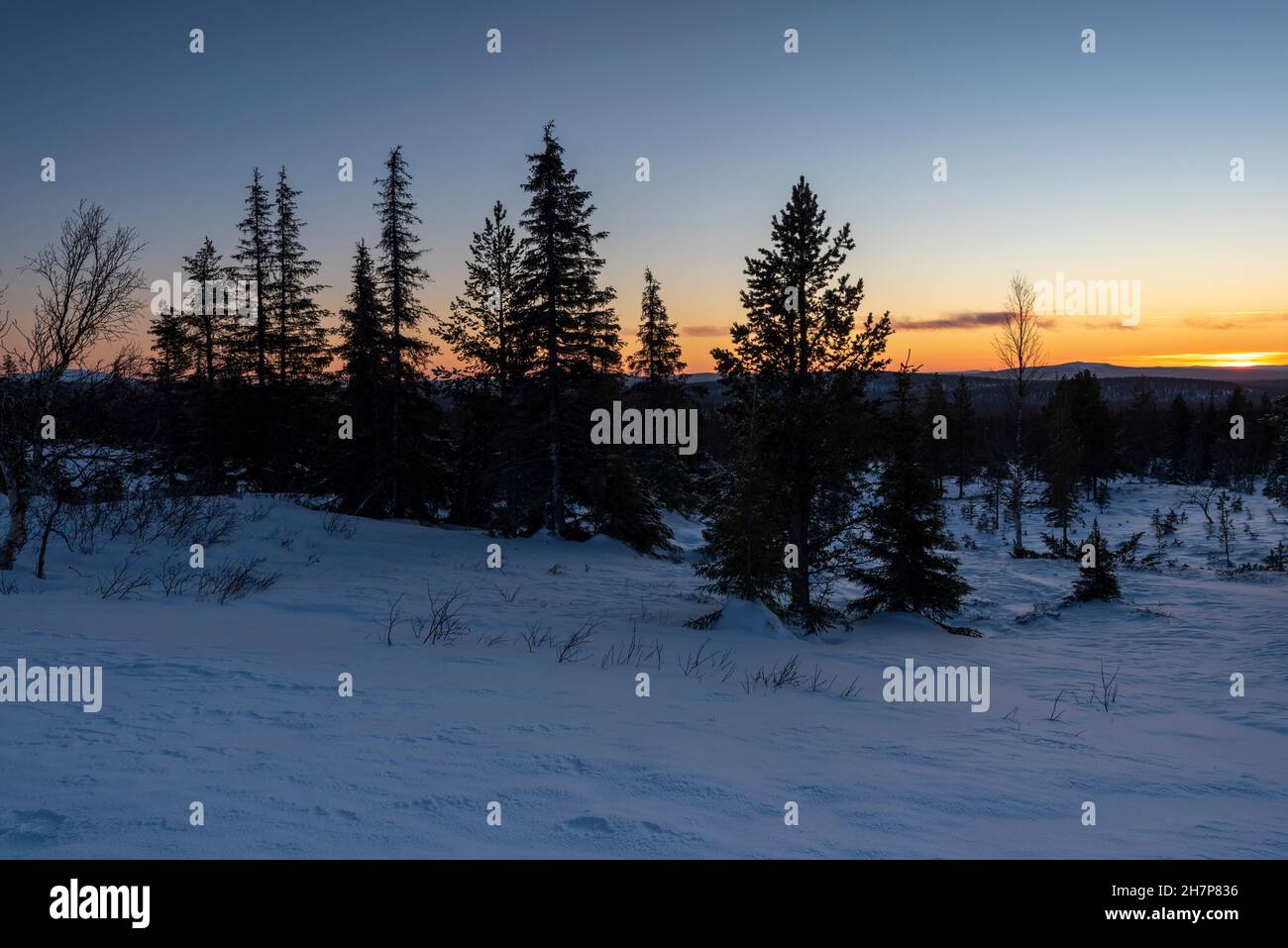 Snowy forest, tree line, Pallastunturi, Lapland, Finland Stock Photo ...