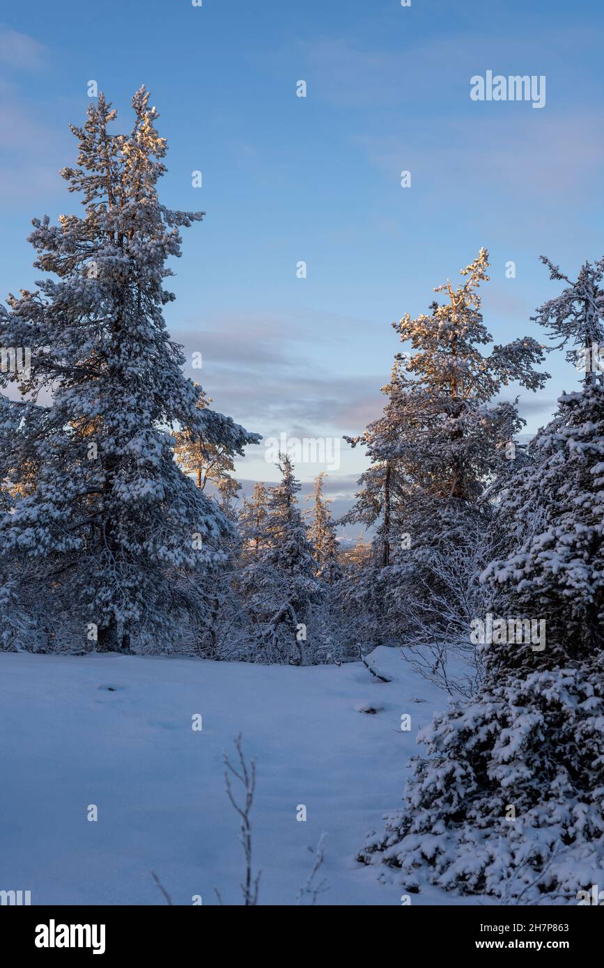 Snowy forest, Lapland, Finland Stock Photo - Alamy