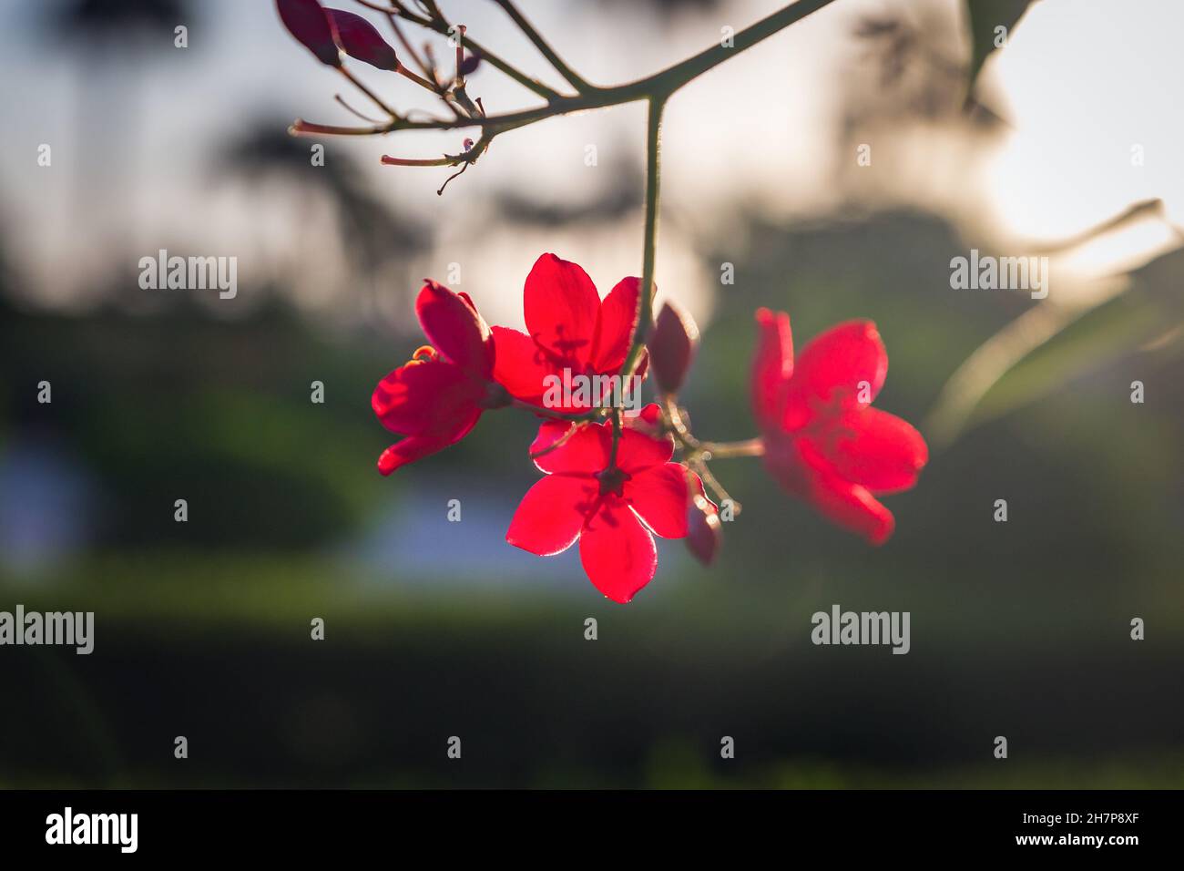 Wild flower in Sunrise background Dammam, Saudi Arabia Stock Photo - Alamy