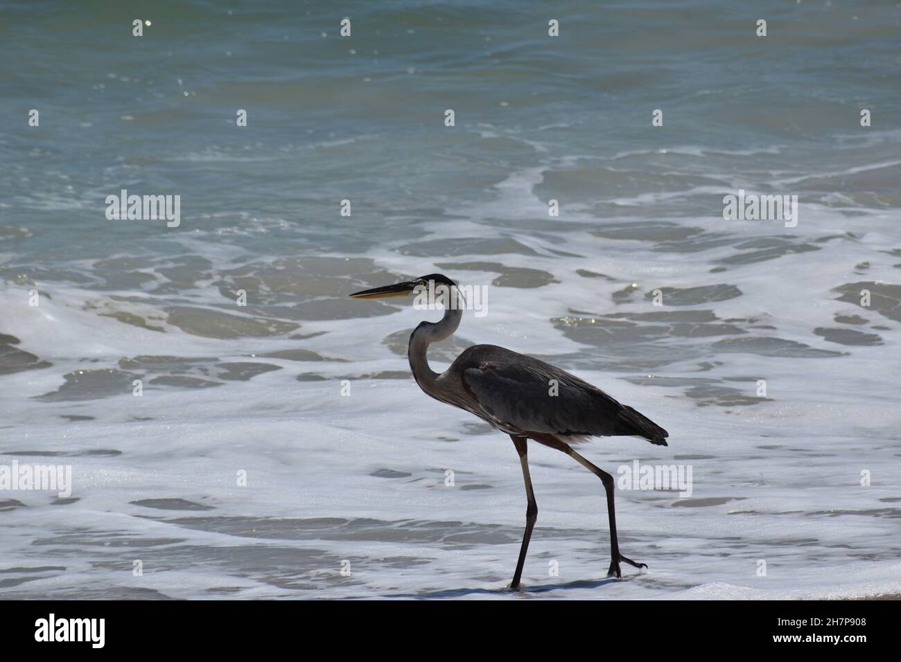 Close-up Great Blue Heron side view Stock Photo - Alamy