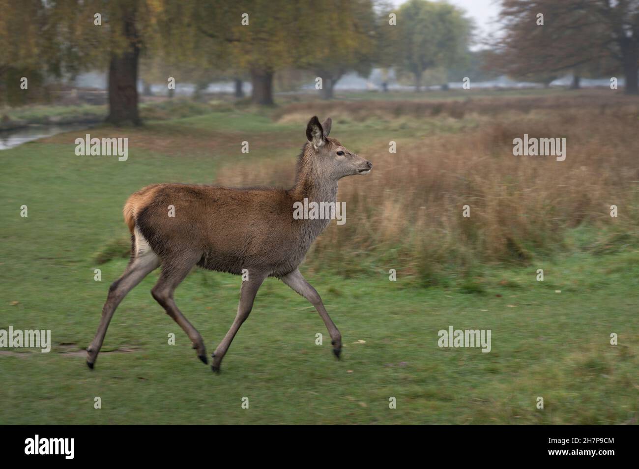 action shot of young deer running Stock Photo - Alamy