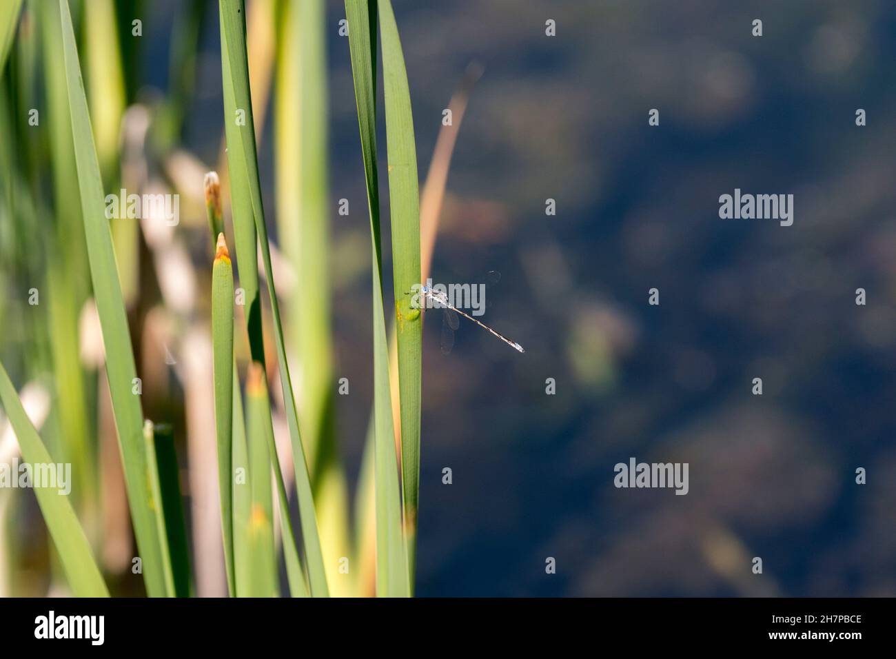 beaver's den on swan lake in teton national park in Wyoming Stock Photo ...