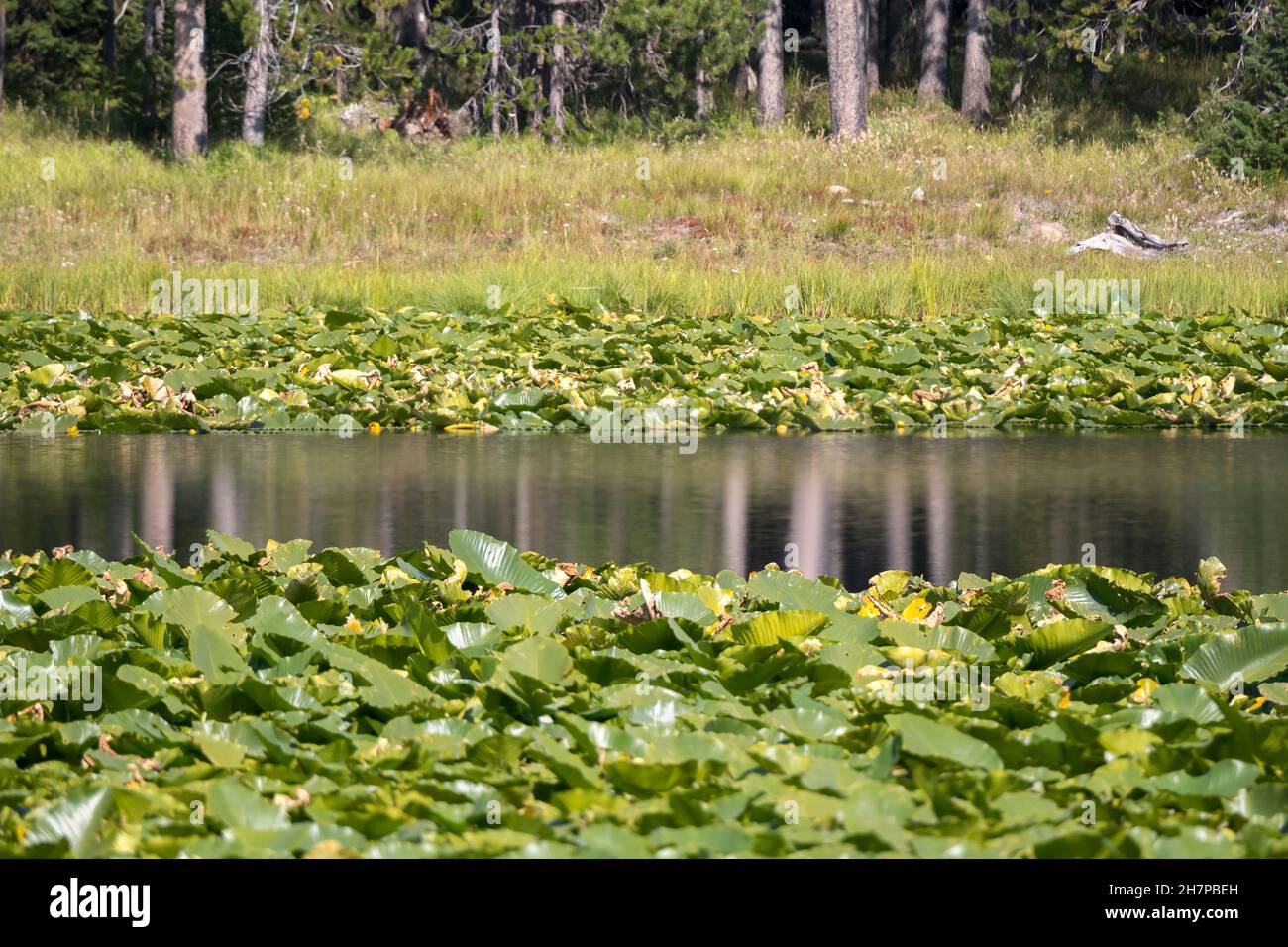 beaver's den on swan lake in teton national park in Wyoming Stock Photo ...
