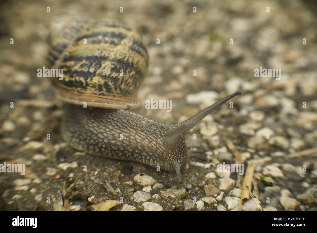 Snail organs hi-res stock photography and images - Alamy