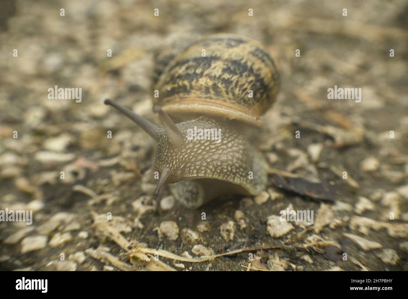 Snail coming out of the shell Stock Photo - Alamy Snail coming out of the shell Stock Photo - Alamy