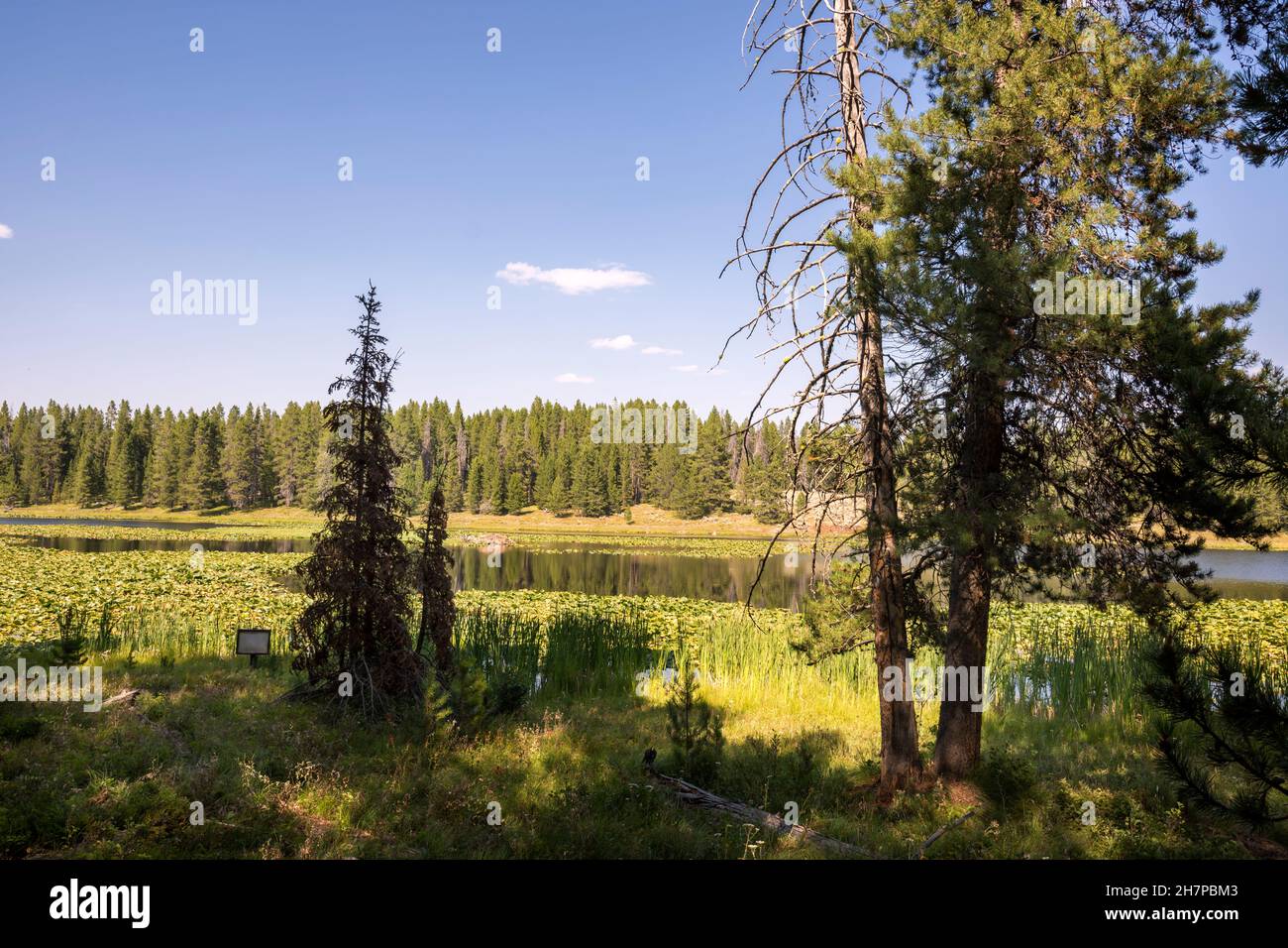 beaver's den on swan lake in teton national park in Wyoming Stock Photo ...