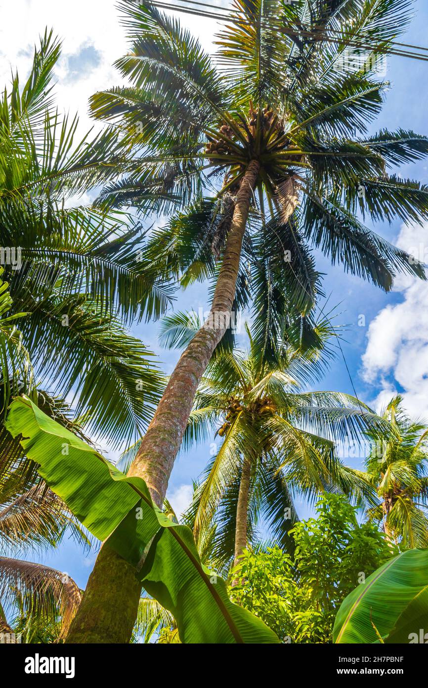 Tropical natural asian palm trees with blue sky background at Bentota ...