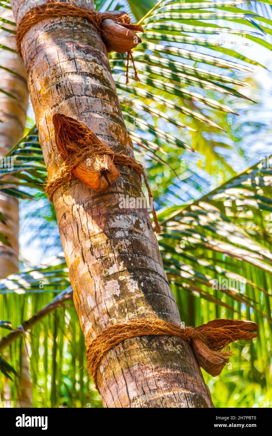 Coconut parts for climbing the palm trees at Bentota Beach in beautiful ...
