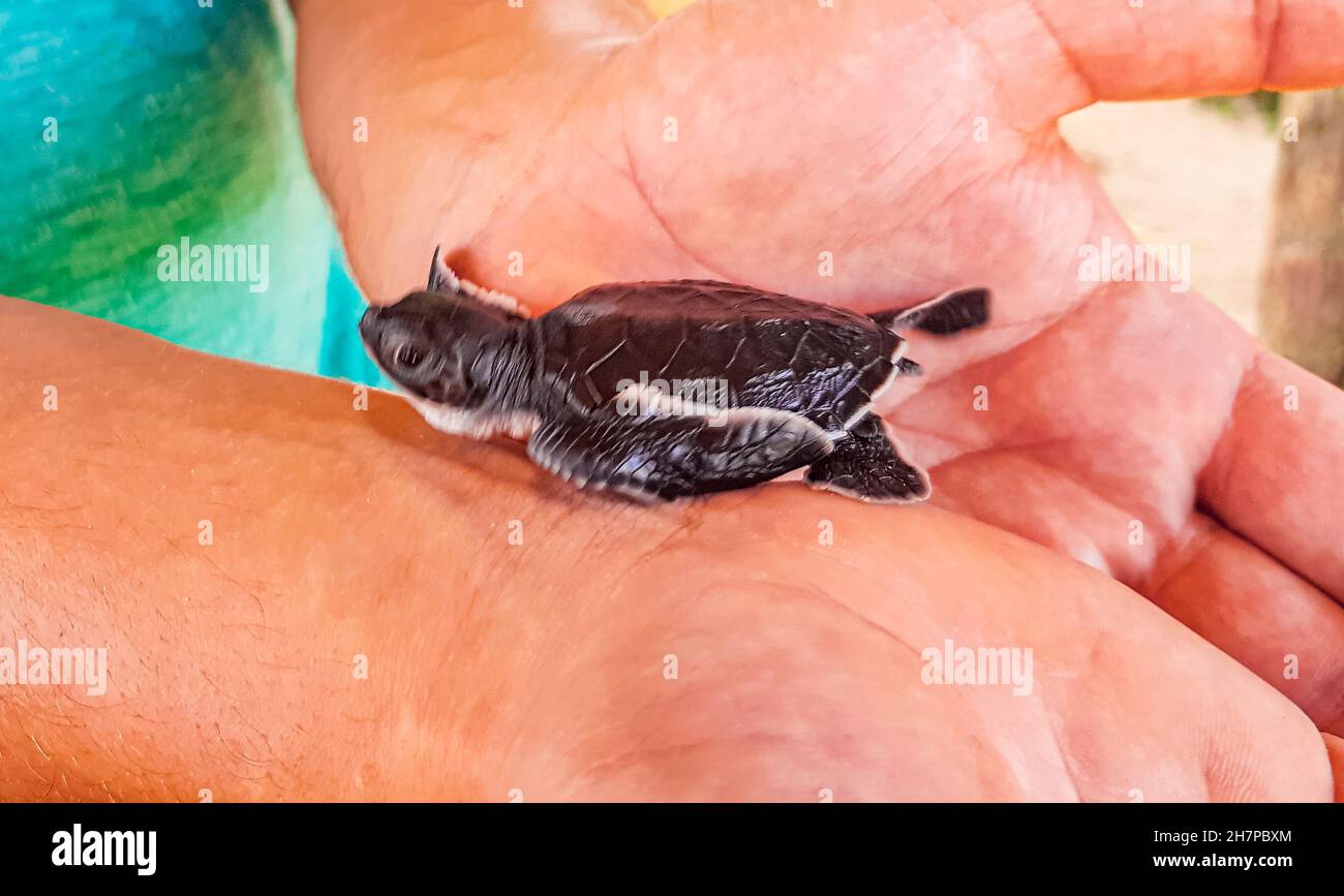 Cute black turtle baby on hands at Turtle breeding station in Bentota ...