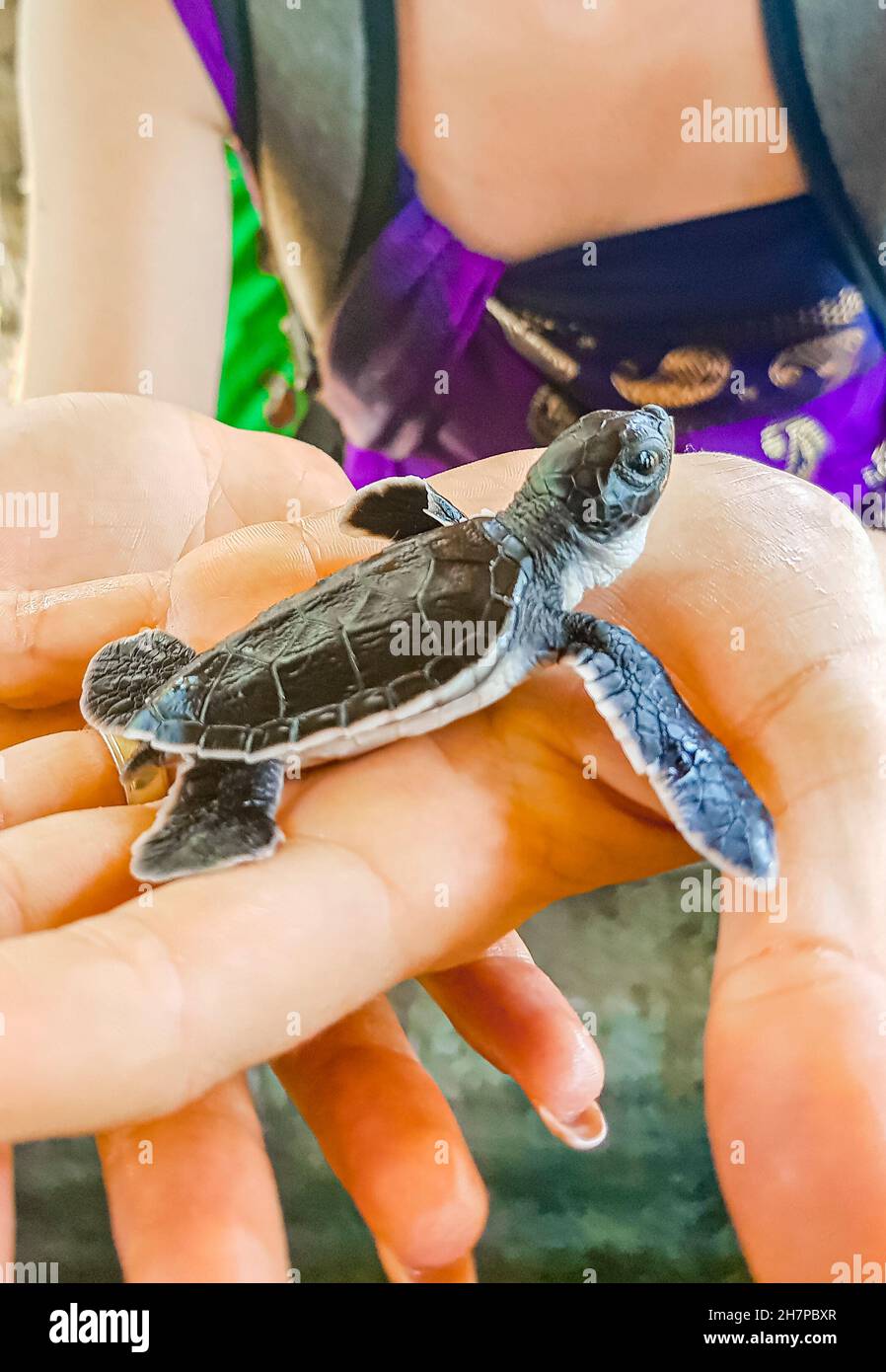 Cute black turtle baby on hands at Turtle breeding station in Bentota ...