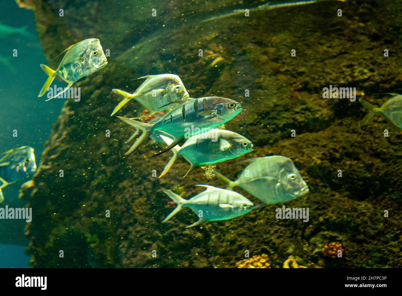 Alectis hi-res stock photography and images - Alamy