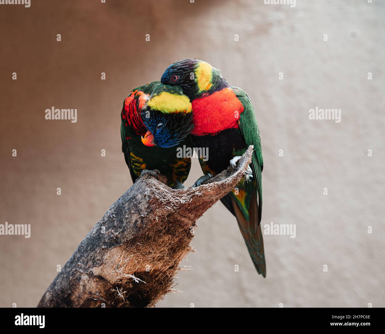 Two colorful small parrots cuddling together on a thick tree branch ...
