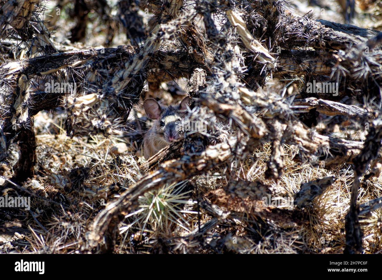 Desert Mouse hiding in Dead Cactus Stock Photo - Alamy