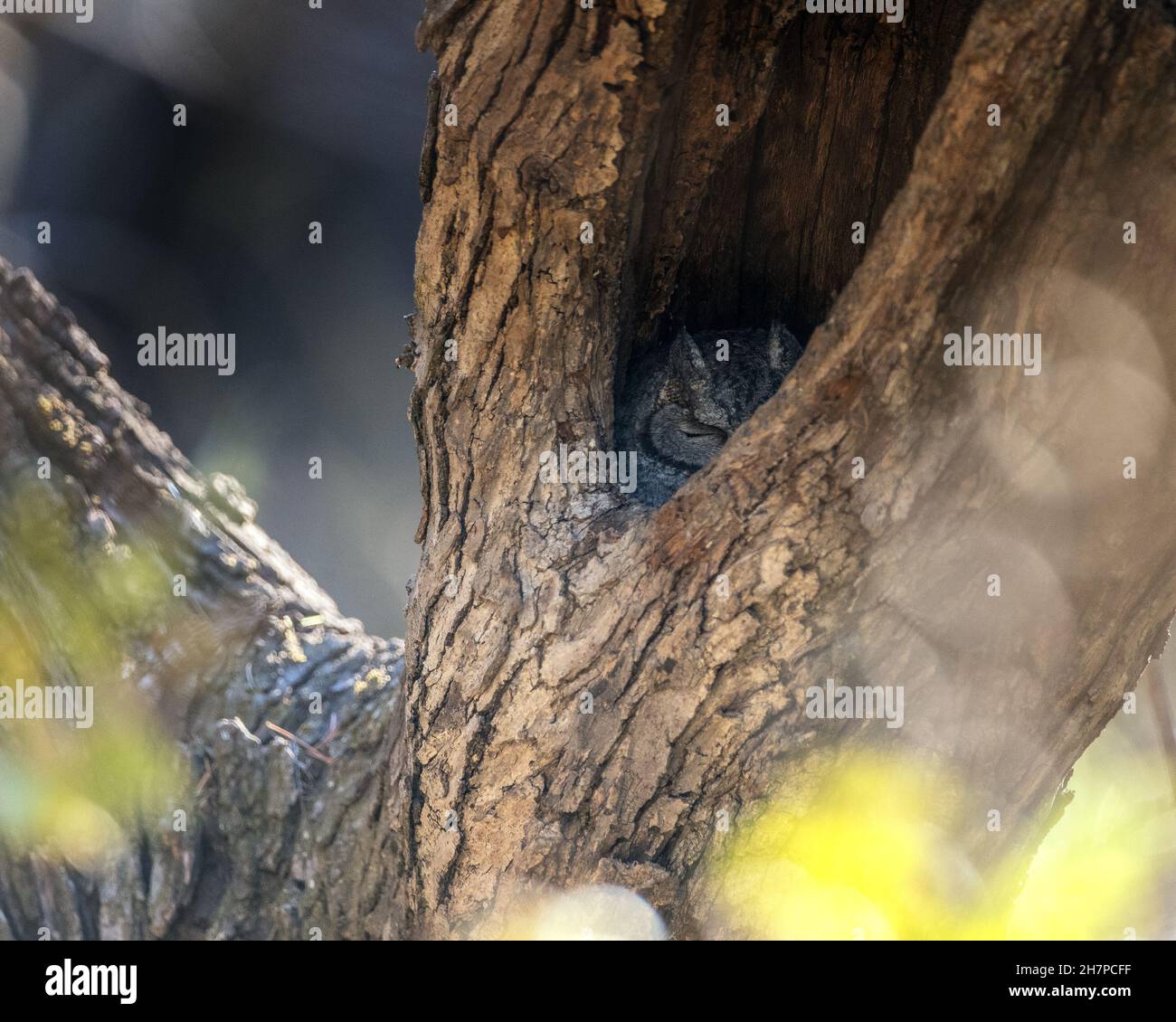 Megascops hi-res stock photography and images - Alamy