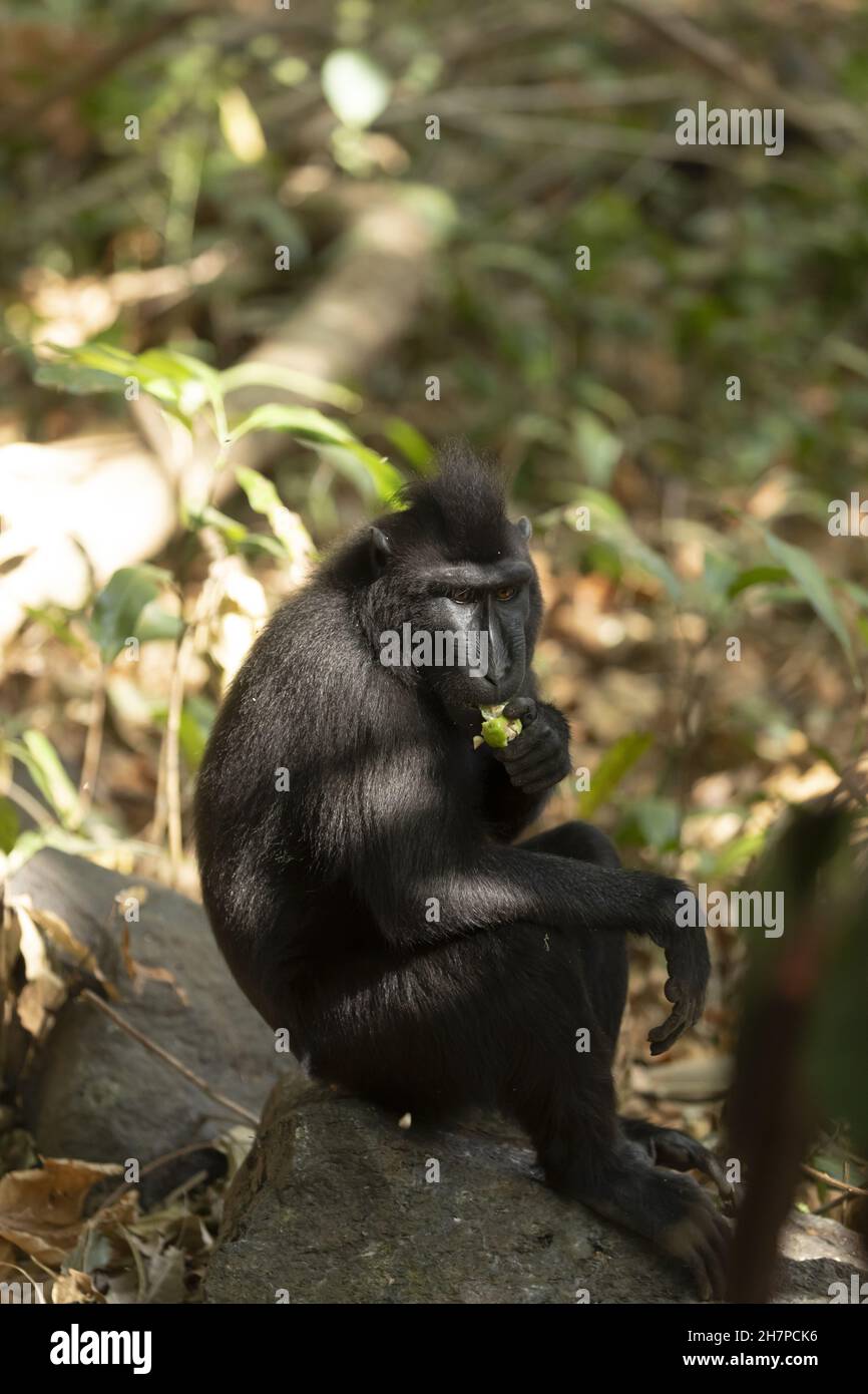 Black macaque monkey in Tangkoko Batuangus Nature Reserve, Indonesia ...