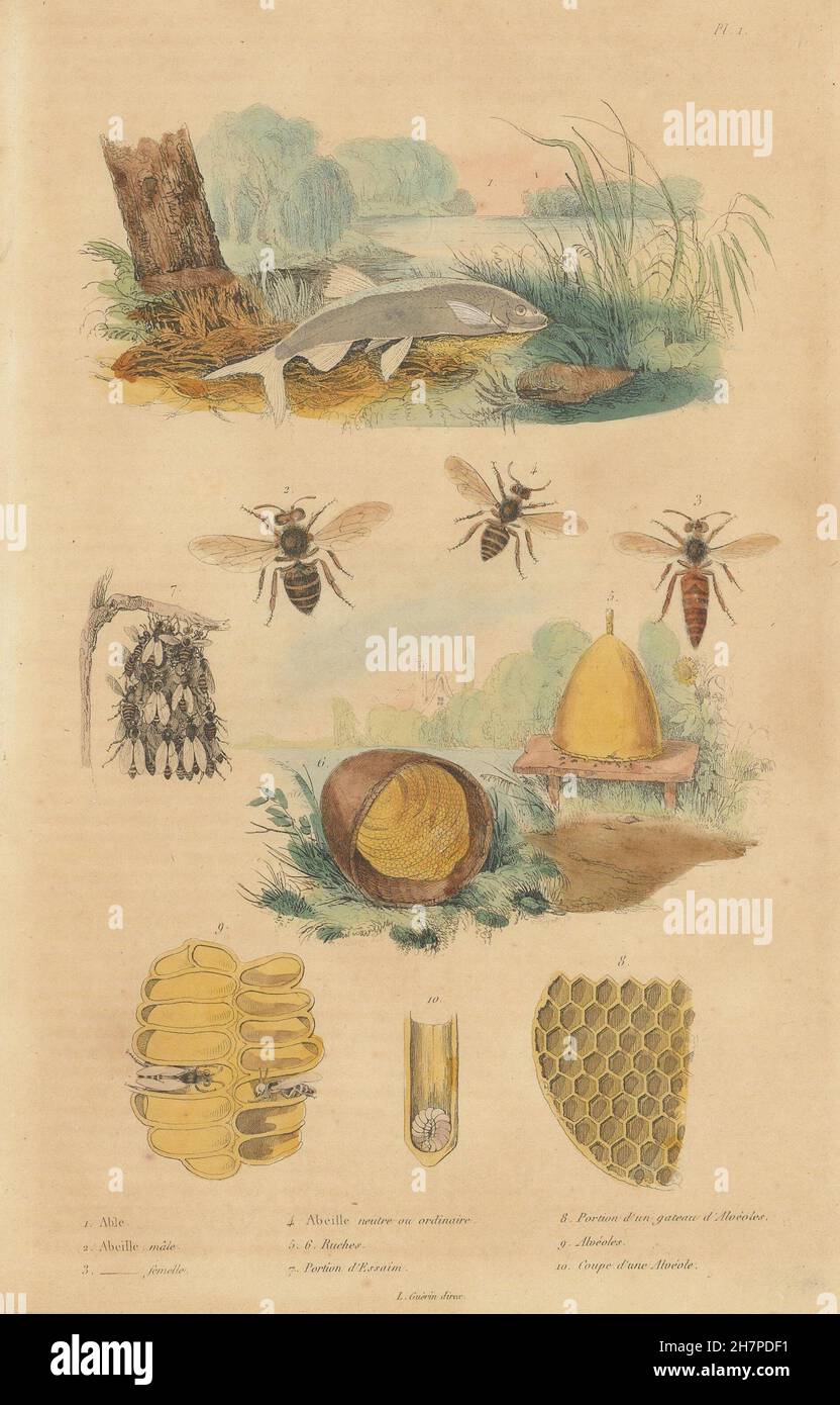 BEEKEEPING. FISH: Abeille (Bee). Beehive honeycomb. Able (belica) fish ...